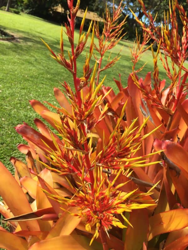 Flowers in Hawaii: The 9 Coolest Flowers to Discover in Maui - The ...